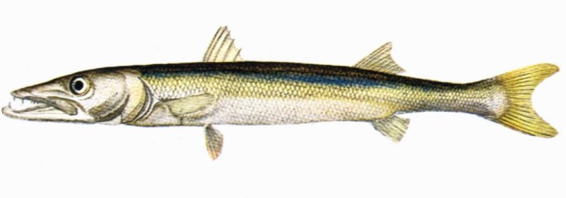 ΚΕΡΑΤΣΙΝΙ - ΔΡΑΠΕΤΣΩΝΑ: Ο Λούτσος