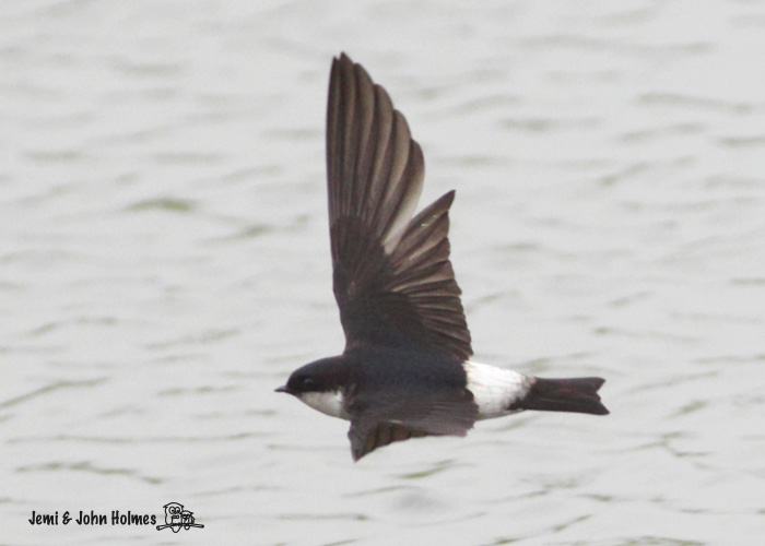 John's Hong Kong Birding: 2011.02