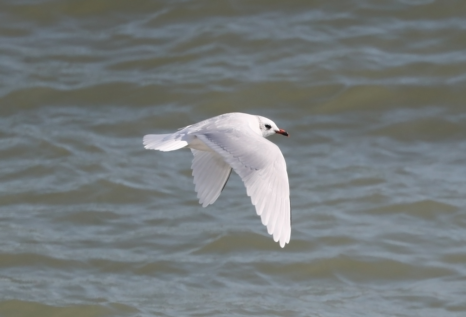 PLODDINGBIRDER: Mediterranean Gulls!