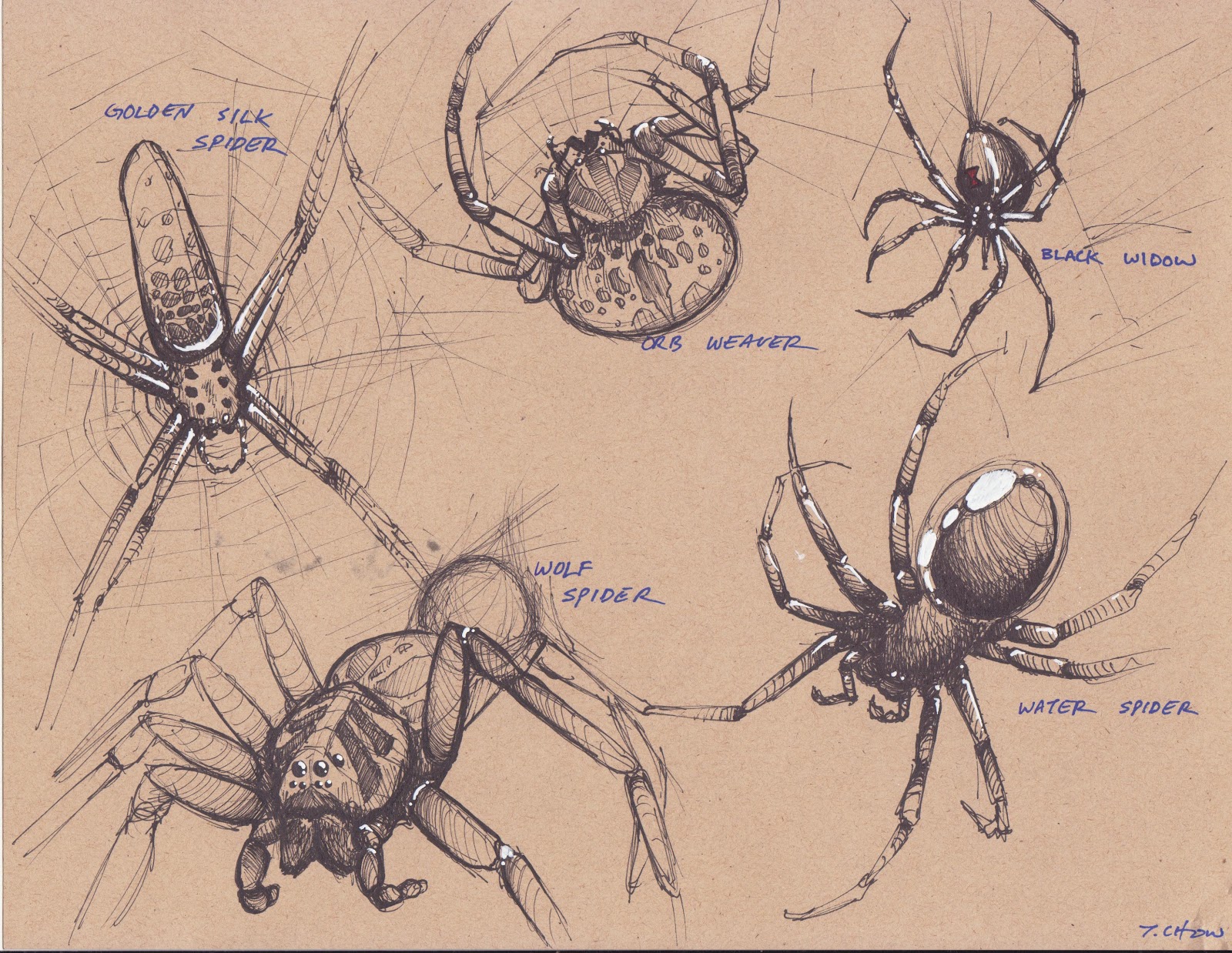 Tyler Chow: Dynamic Sketching - Week 4 - Insects