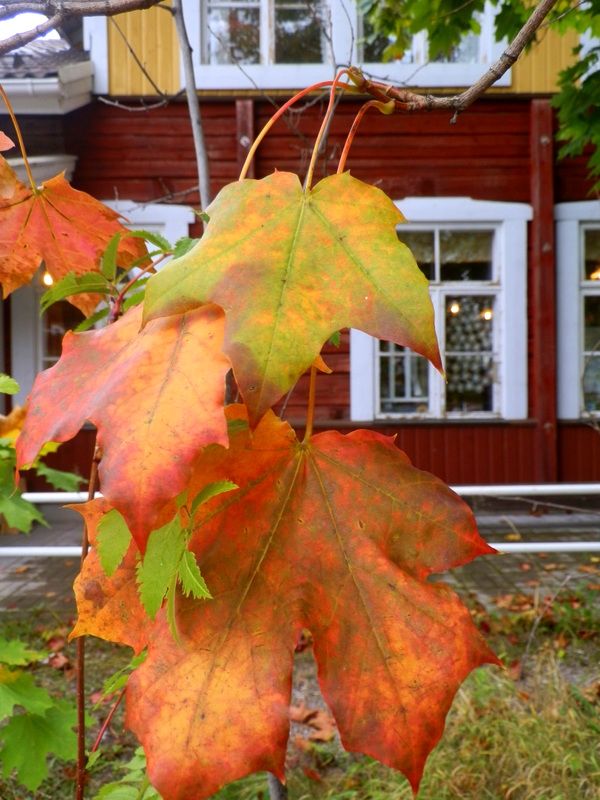 t a i d e p i i k a: Tapaamisia maaseudulla - Pia Pesonen ja Urho ...