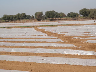 Village Farm: Village Farm Alwar Rajasthan India
