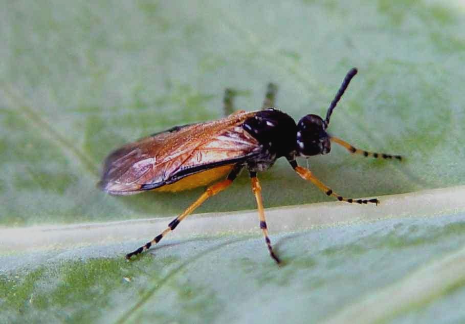Kilimo cha kabichi - sehemu ya tatu (Growing Cabbage - Part three)