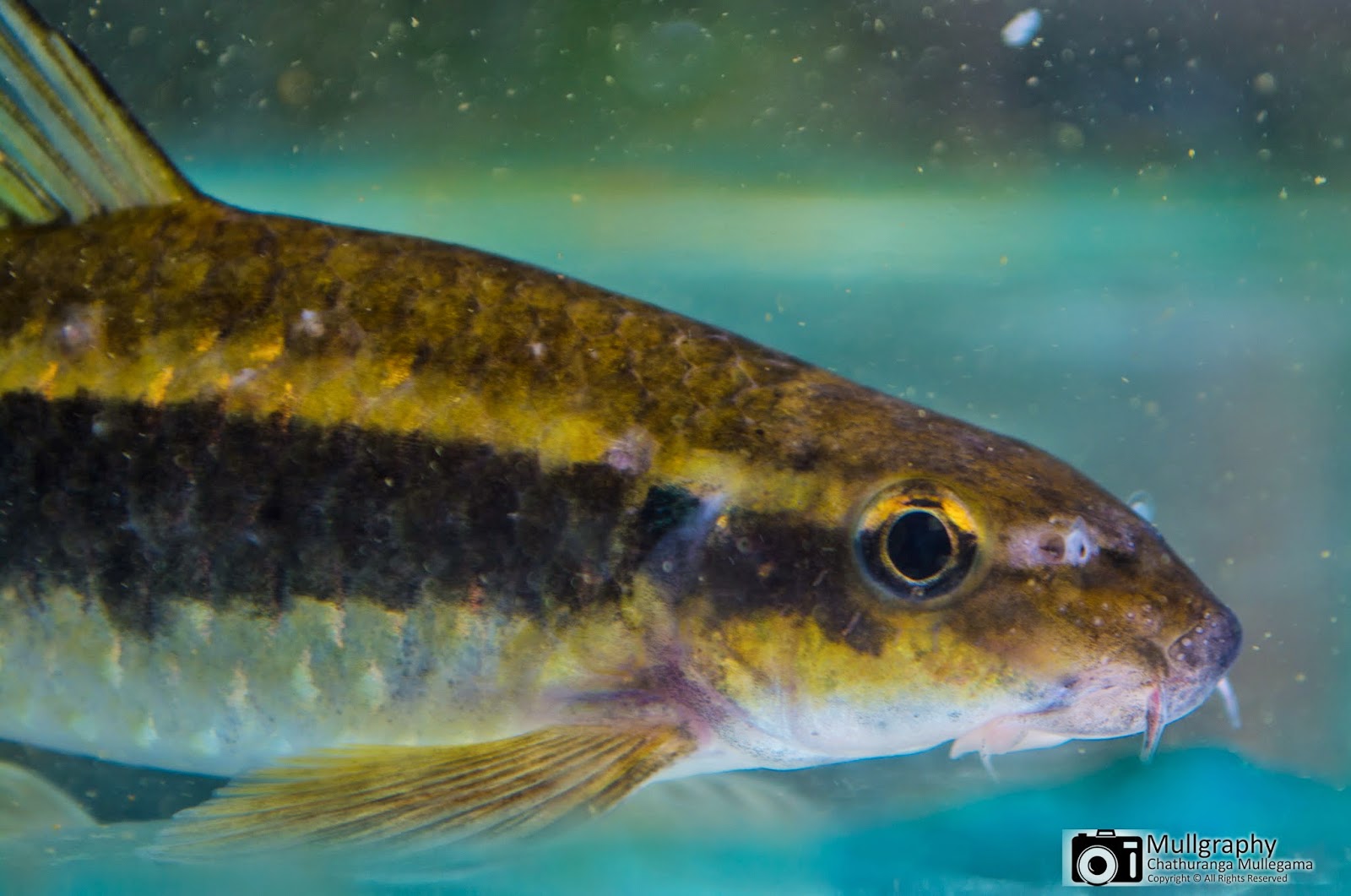 Garra ceylonensis / Gal padi | FRESHWATER FISHES OF SRI LANKA