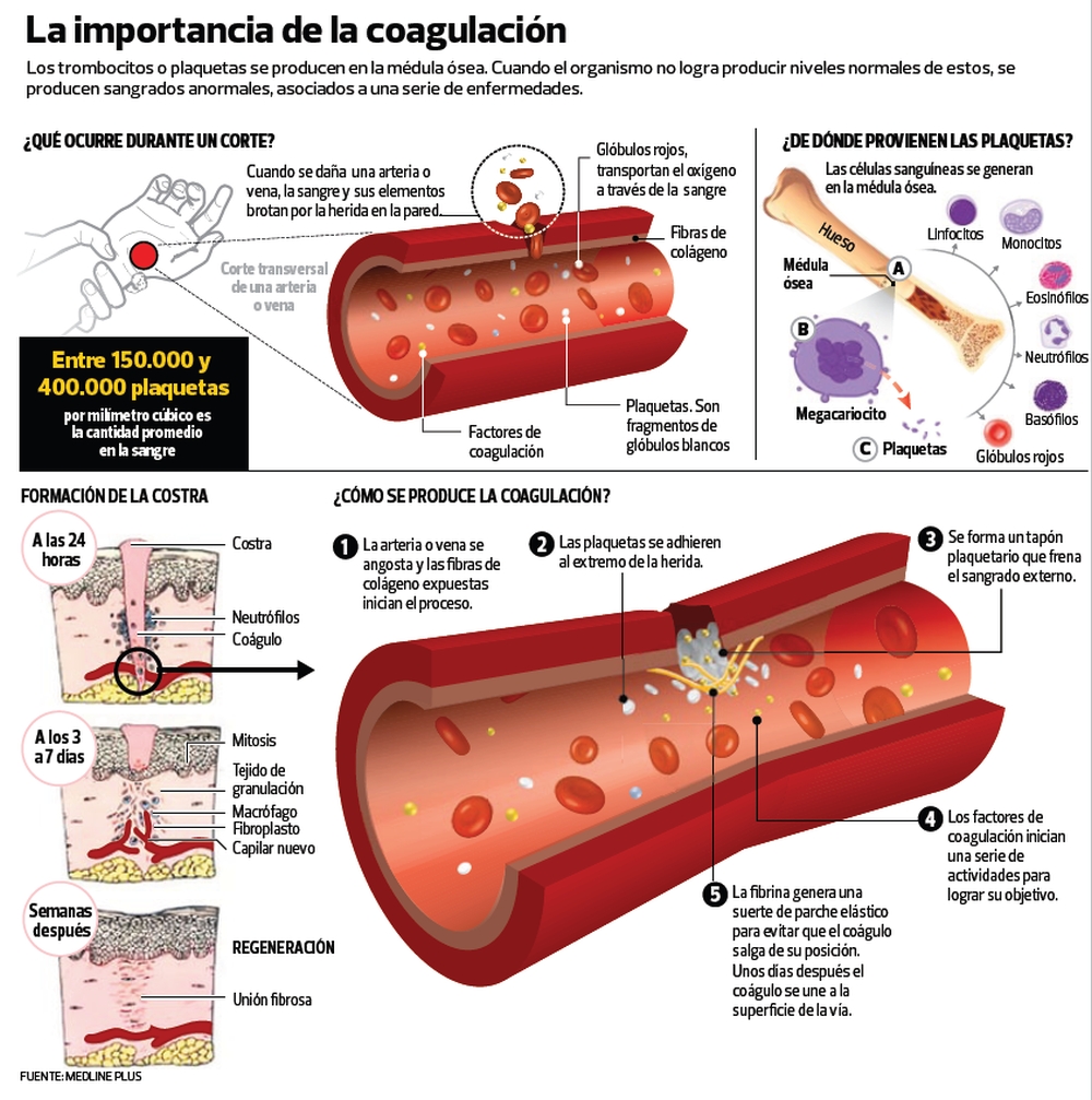 ¿Qué son las plaquetas? - Pausa Por Una Buena Causa
