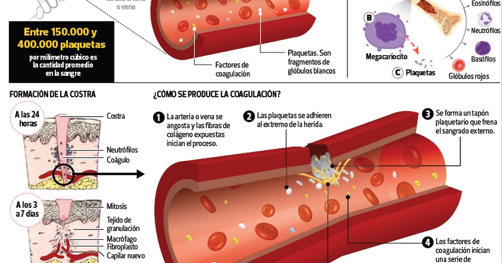 ¿Qué son las plaquetas? - Pausa Por Una Buena Causa