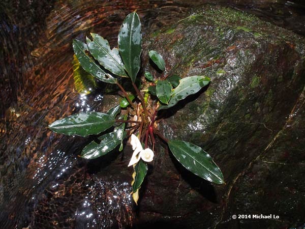 The rainforests of Borneo & Southeast Asia: Bucephalandra akantha from ...