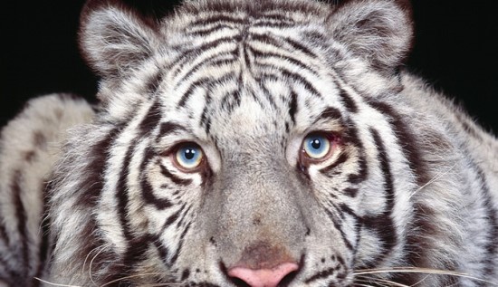 Mystery solved, White Tiger coat caused by Single Gene Mutation | This ...
