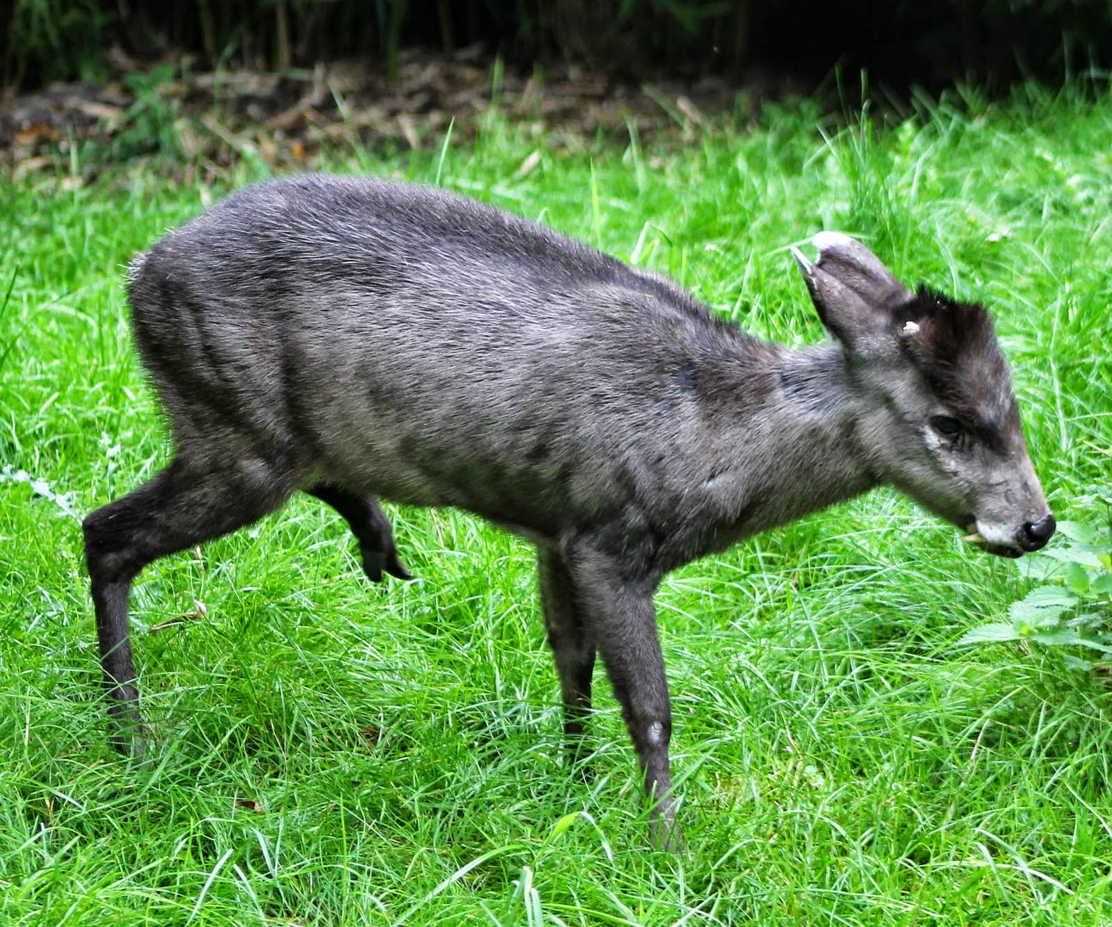 TUFTED DEER photos - wallpapers (ανανεωμένο) | the fun bank