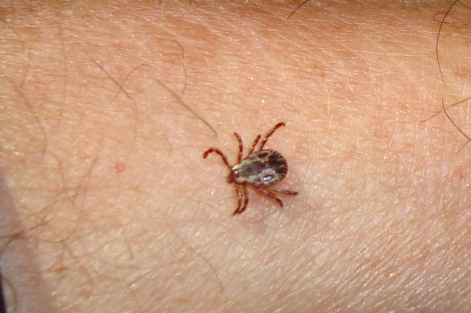 Fur & Feathers 500 - a Canada Big Year for Birds and Mammals: May 2012