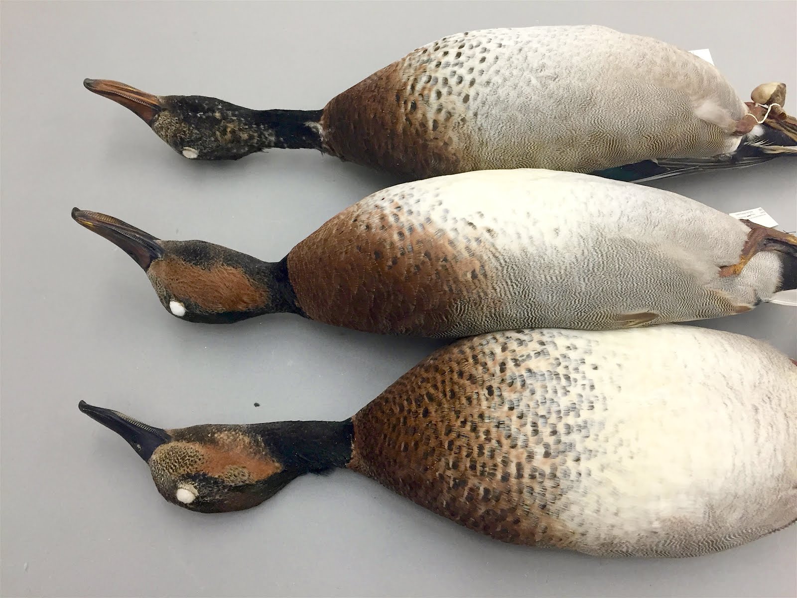 Hybrid Duck Study: A GALLERY OF DONATED HYBRIDS