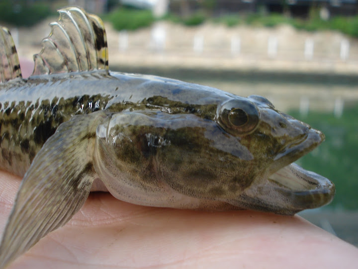 Ben Cantrell's fish species blog: Land of the rising gobies (and other ...