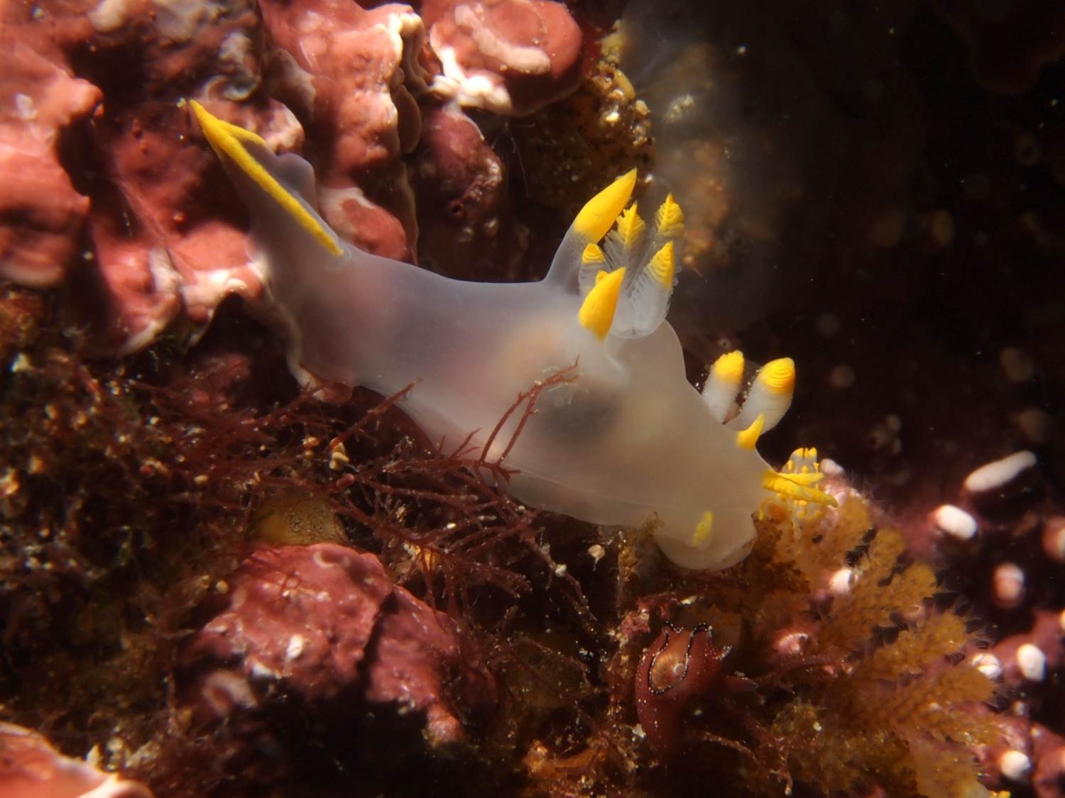 Nudibranquios del Campo de Gibraltar