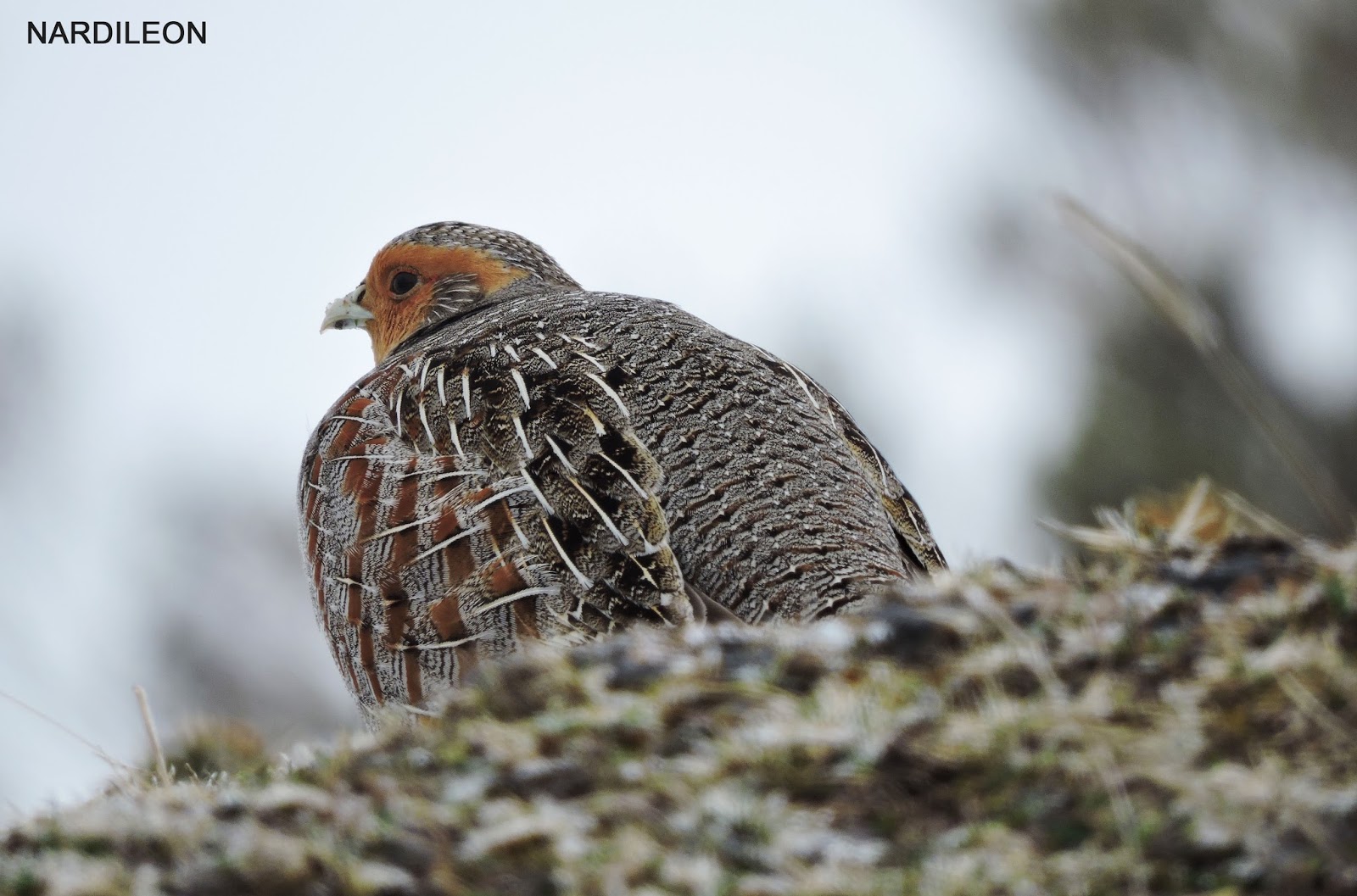 NARDILEON: Perdiz pardilla (Perdix perdix)