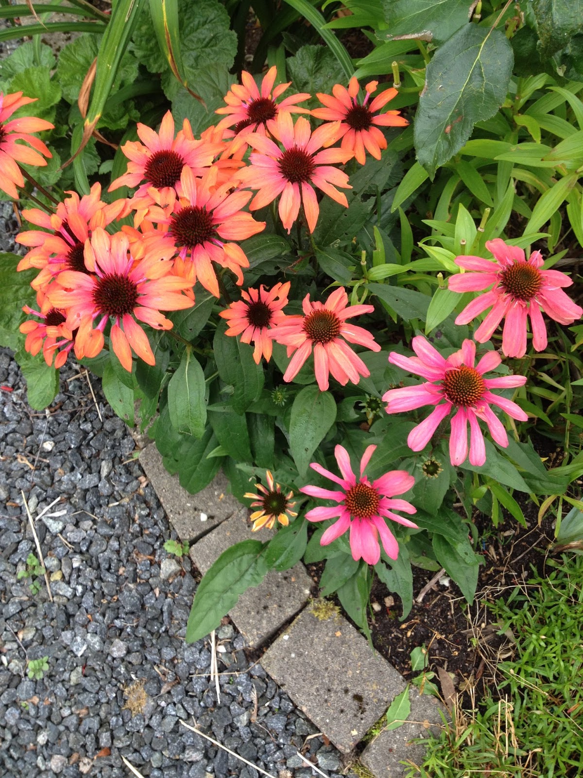 Blomstertøsens Have: Solhatte