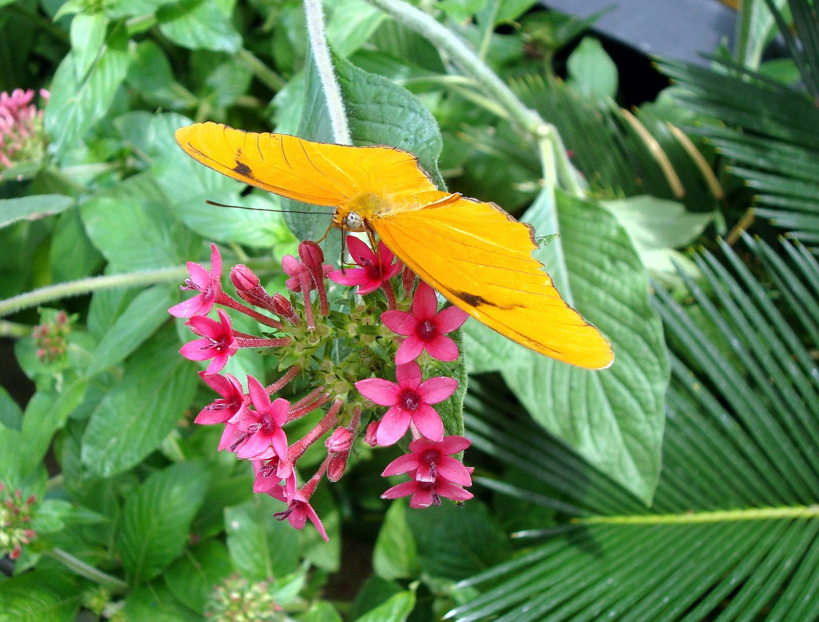 among the trees: butterflies of Brazil