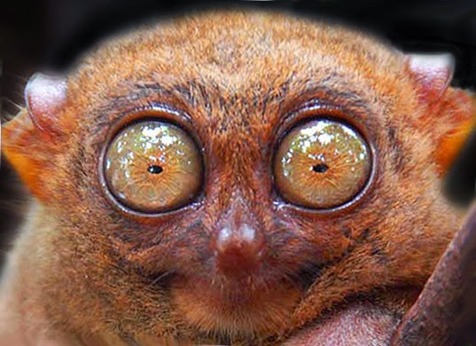 ARCANO Nelson Gomes - MAMMALS...including Monodelphis: Abril 2015