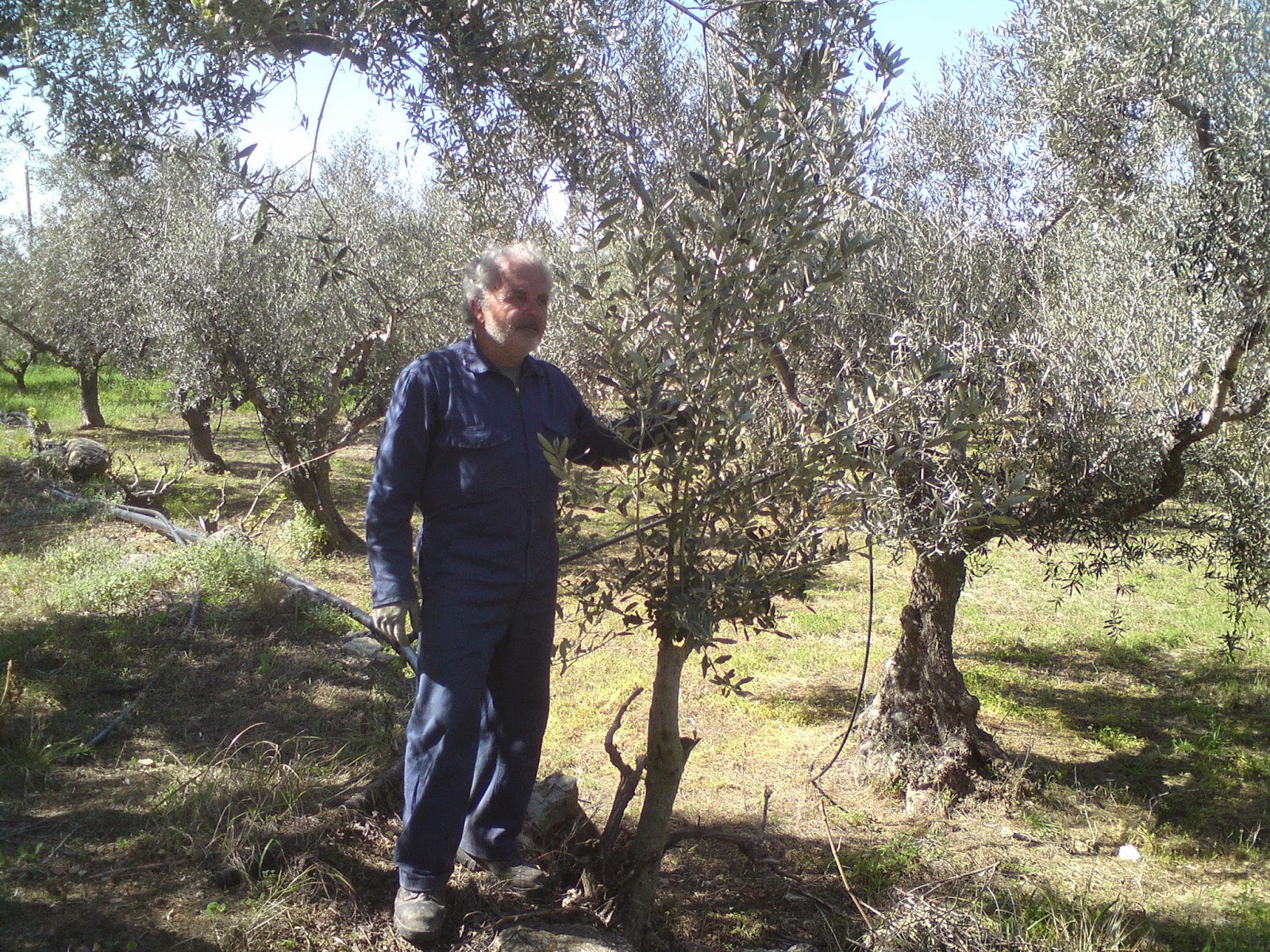 ELIKA-MARATHIAS: Eποχη για κεντρωμα αγραπιδιας σε αχλαδια και ακολουθει ...