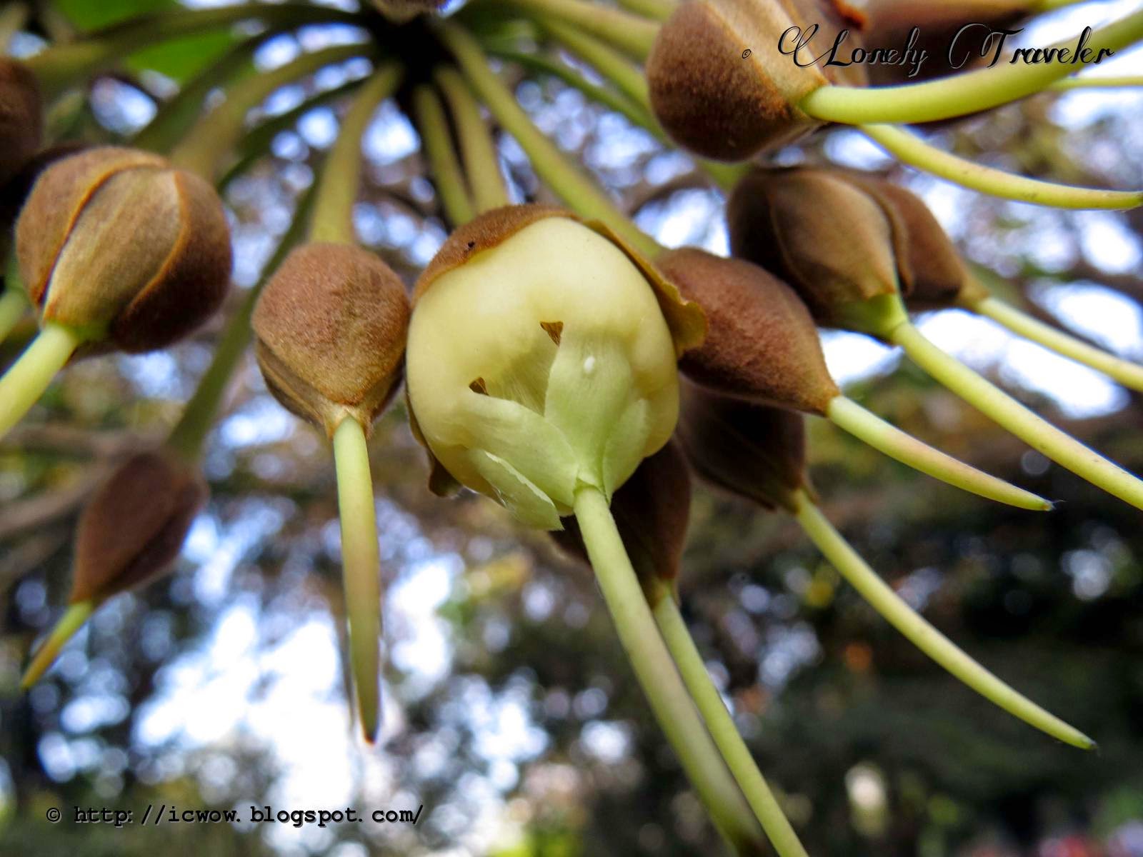 Mohua ful (মহুয়া ফুল) - Madhuca longifolia