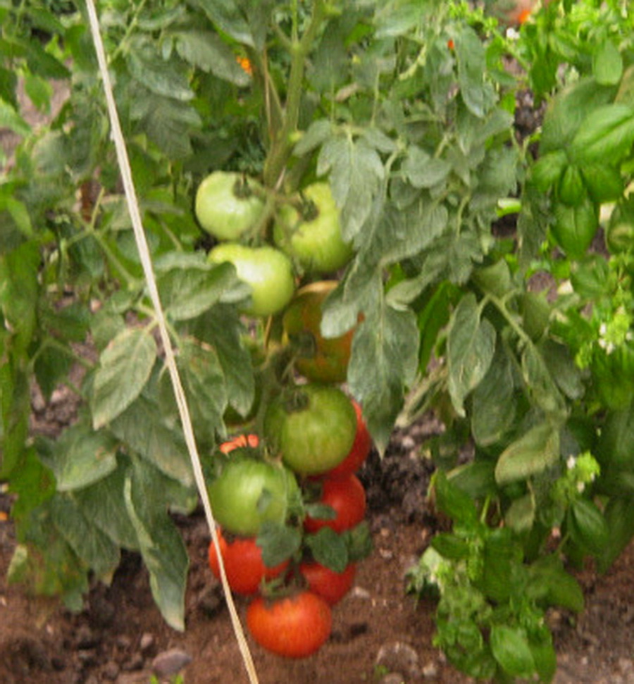 Seminte si plante de gradina hobby: Tomate Naslada F1