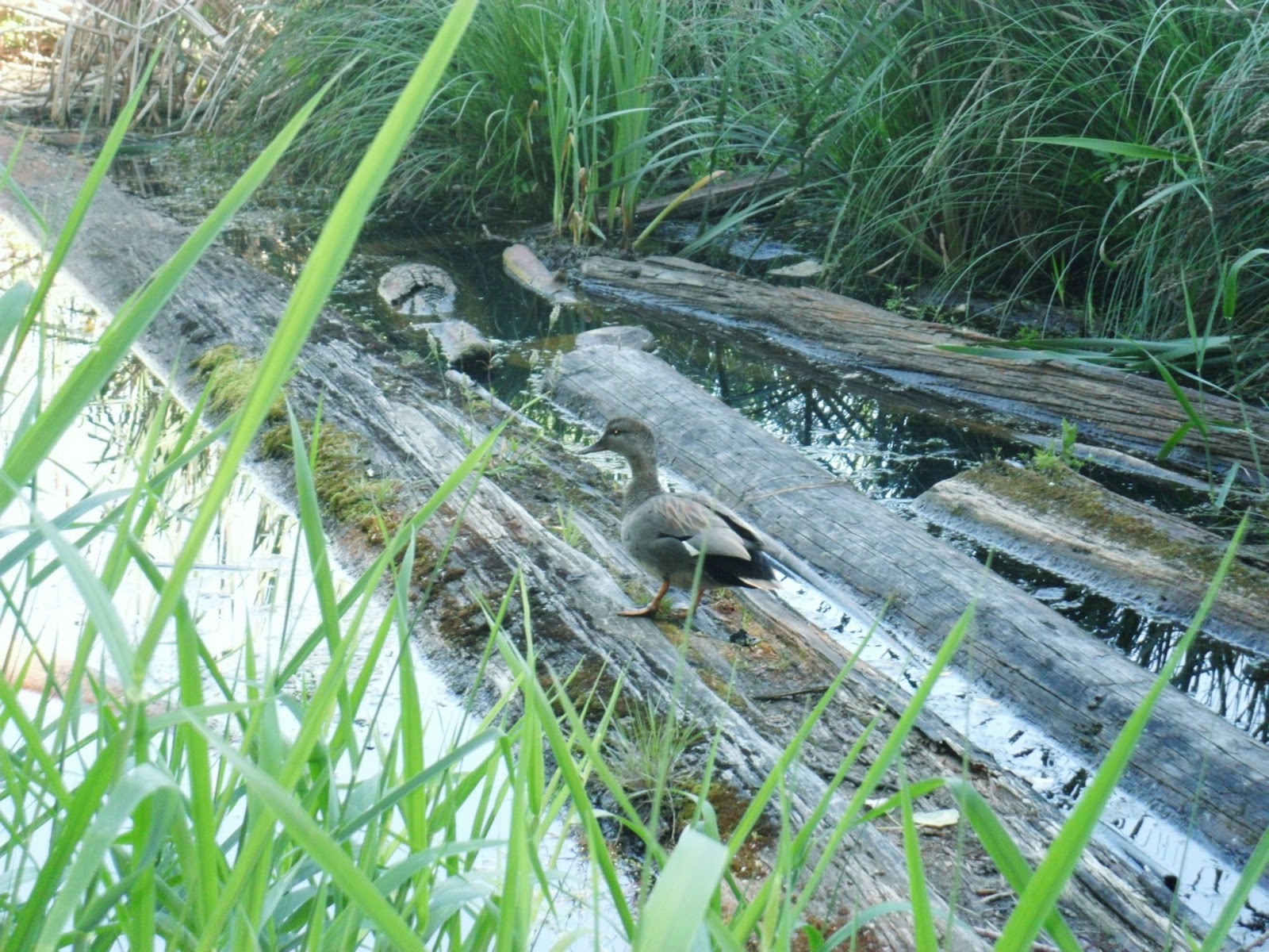 Observing The Natural World: Field Guide & Walking Tour for Union Bay ...
