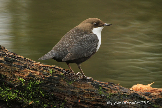Old Man of Minsmere aka John Richardson: Black Bellied Dipper at Thetford