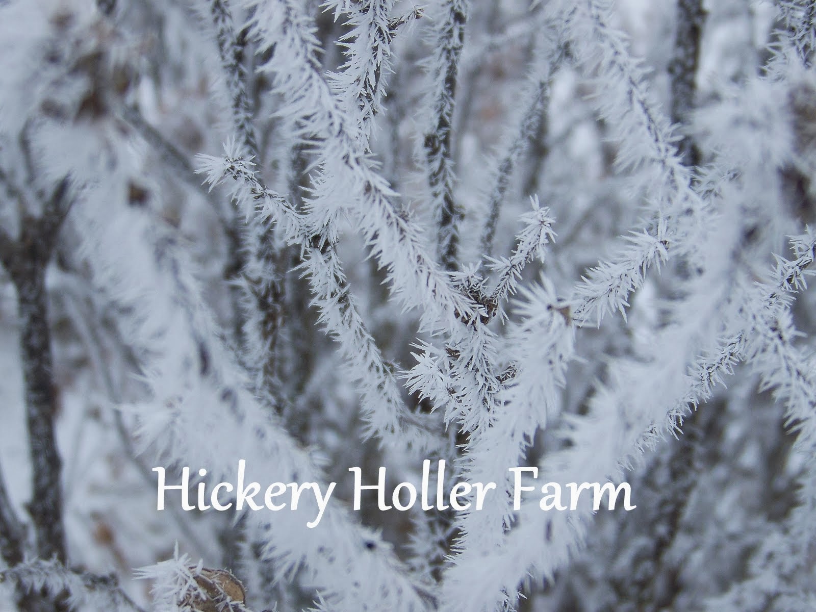 Hickery Holler Farm: The Glory Of The Season