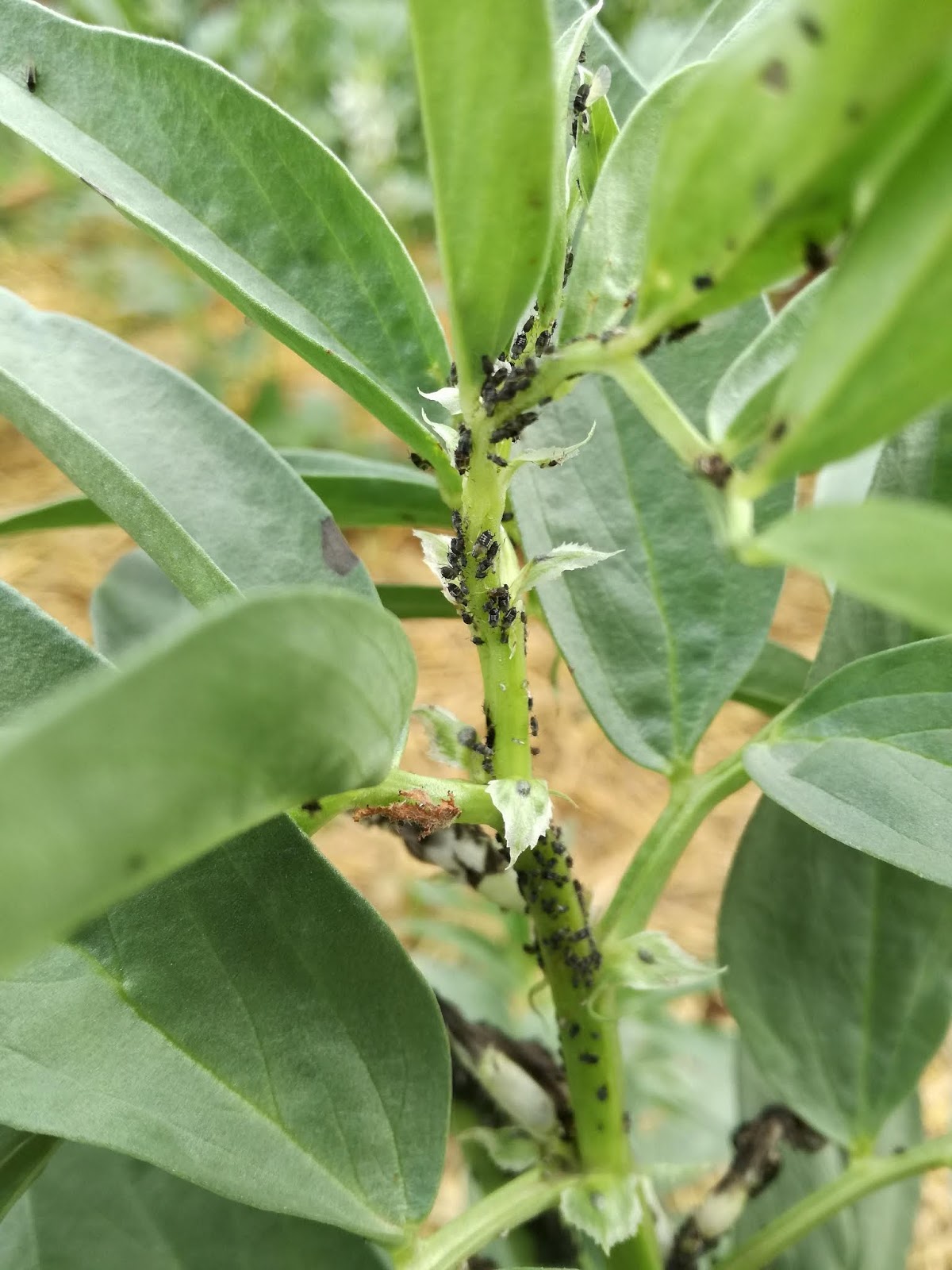 cele patru anotimpuri: Bob - faza păstăi