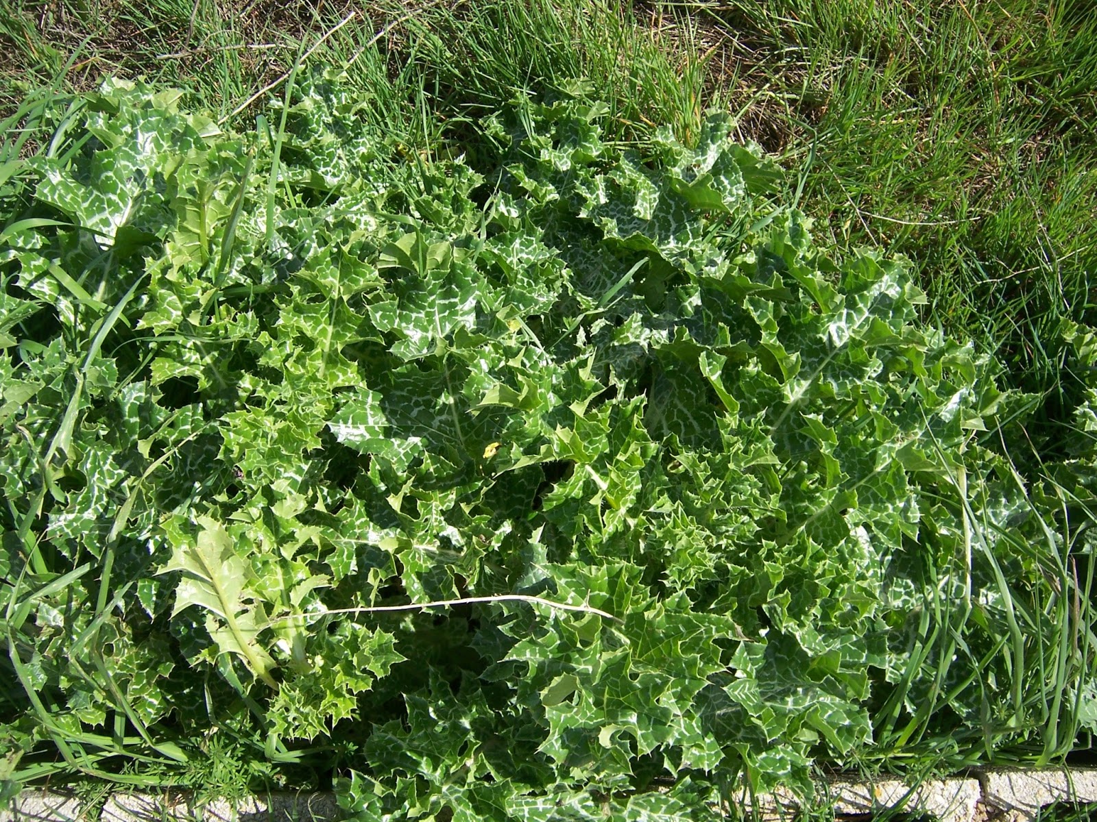 CASAS DE HARO: EL CARDO BORRIQUERO