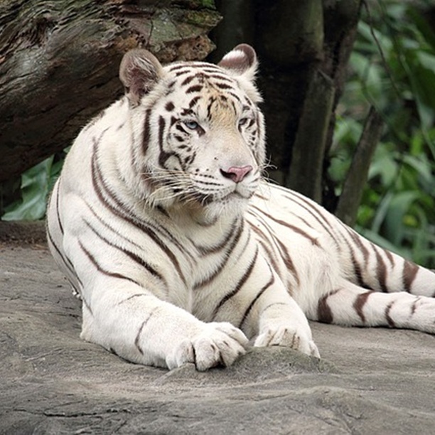 Ander 7 : Panthera tigris — Tigre