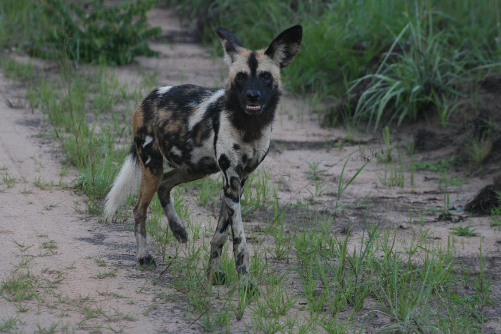 PAINTED DOGS OF MALAWI: PAINTED DOGS OF KASUNGU NATIONAL PARK MALAWI