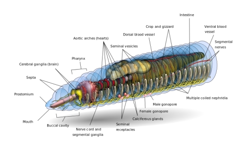 Excretory System and Mechanism of Excretion in Earthworm, Flatworm ...