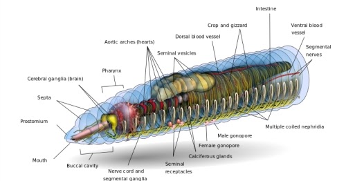 Excretory System and Mechanism of Excretion in Earthworm, Flatworm ...