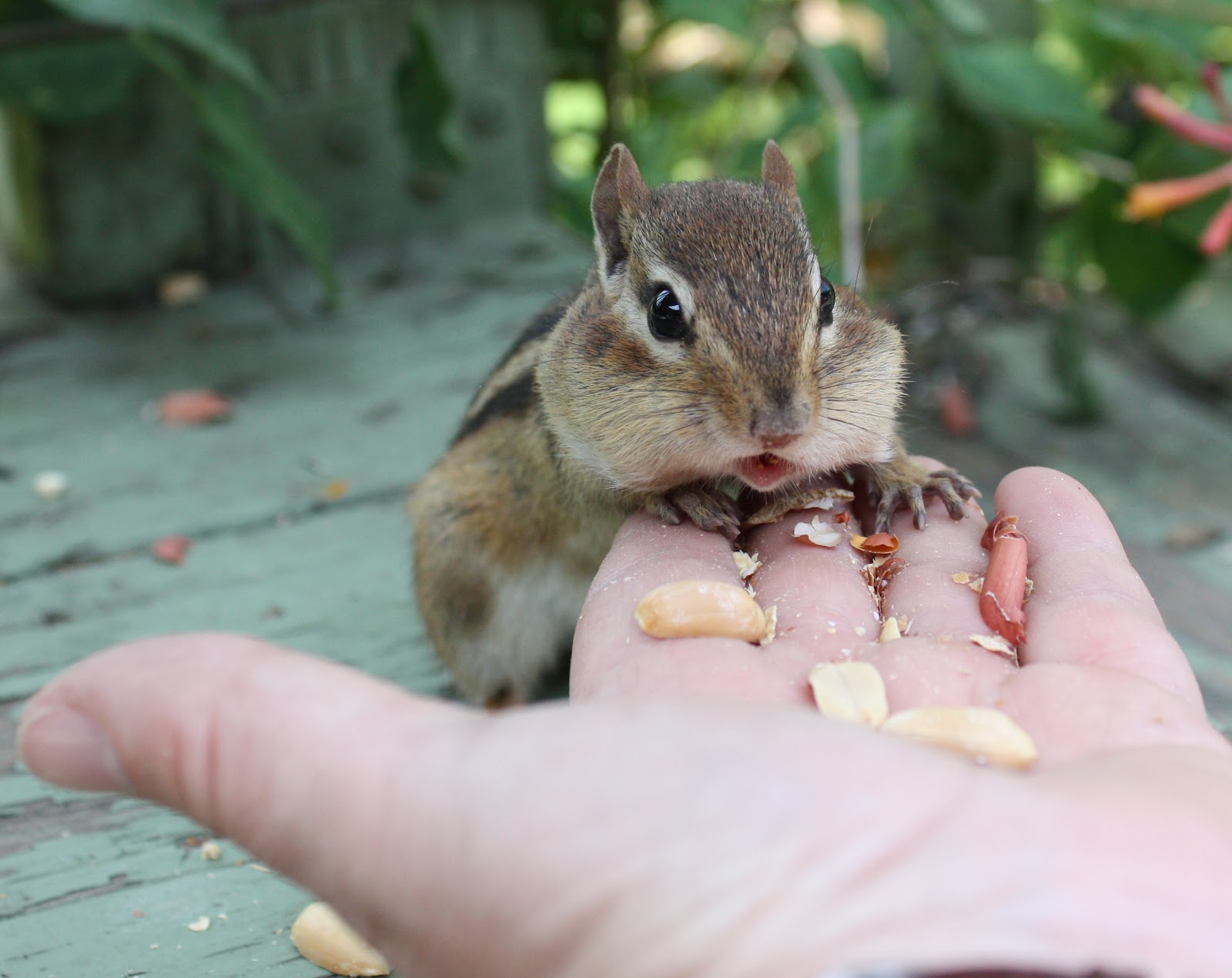 Joey the baby Chipmunk