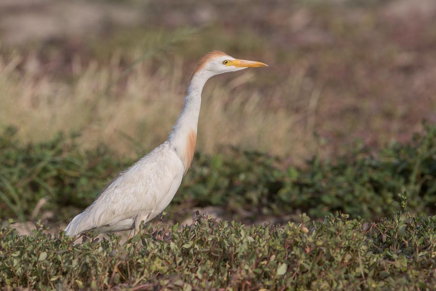 Birds of Saudi Arabia: Western Cattle Egrets double in number – Dhahran ...