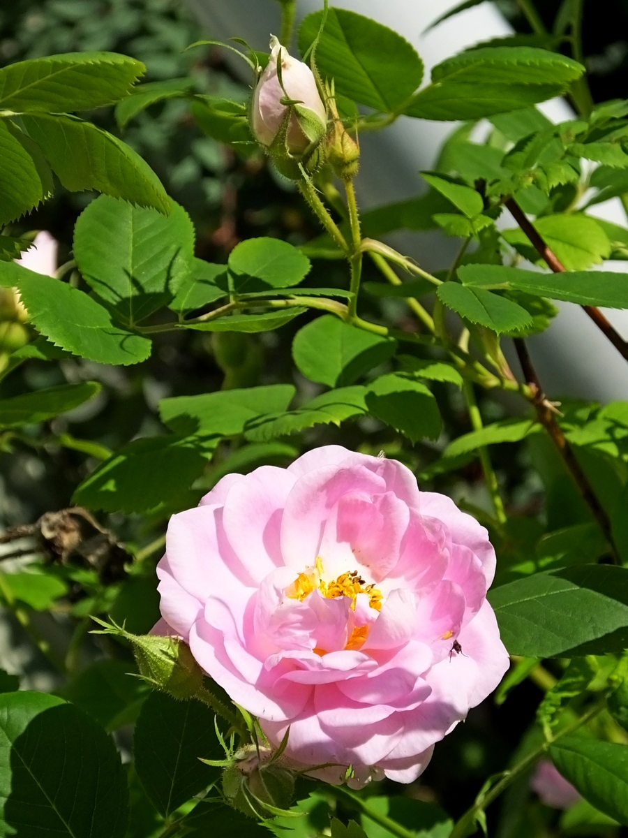 Saran mökissä ja puutarhassa: Heinäkuuta