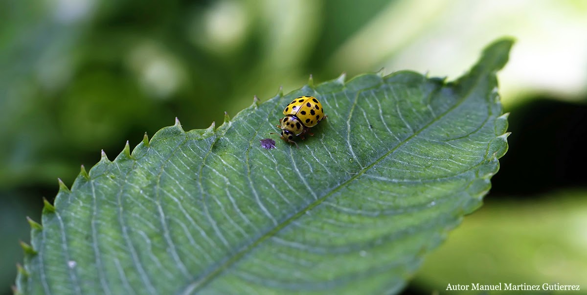 Loporzano 15 Lugares: COCCINELLIDAE
