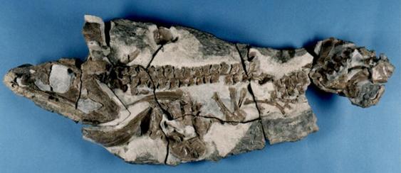 Blog de la Vida Prehistórica: Pederpes