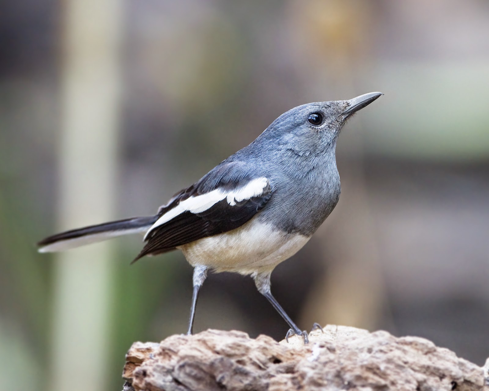 Birds of Bangladesh: দোয়েল বা দইনাচিনি(Magpie Robin/Oriental Magpie Robin)