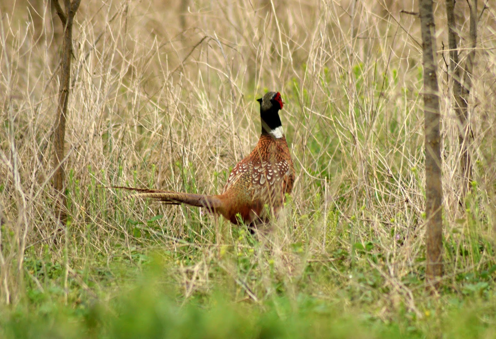 Frumusetile naturii: Fazanul (Phasianus colchicus)