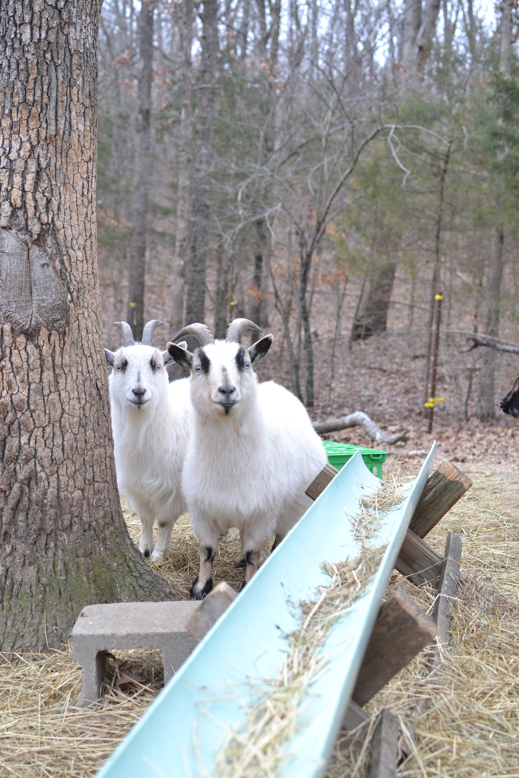 Our Neck of the Woods: Digging In: Visiting A Goat Farm
