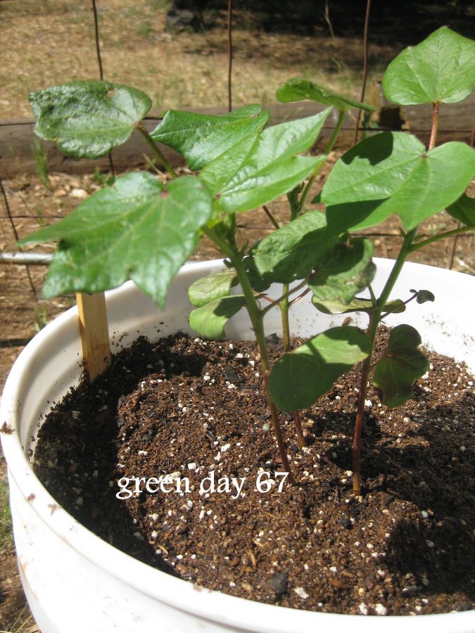 For the Love of History: Making a Working Model of Eli Whitney's Cotton Gin