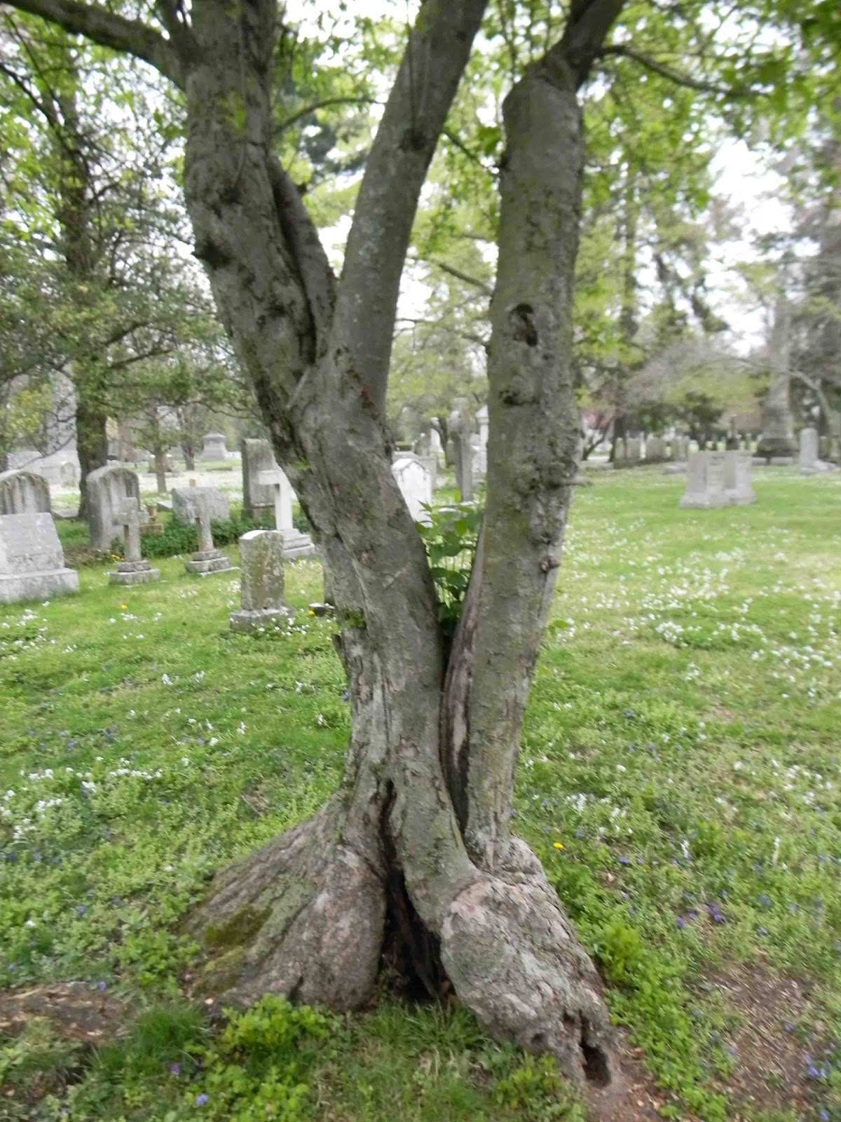 A Grave Interest: Arbor Day and Those Trees in the Cemetery