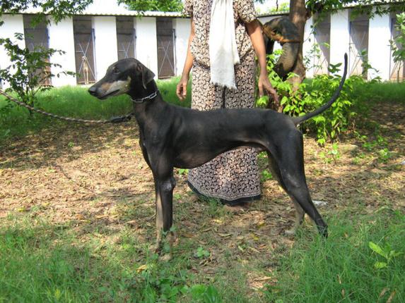 Dogs of Tamil Nadu