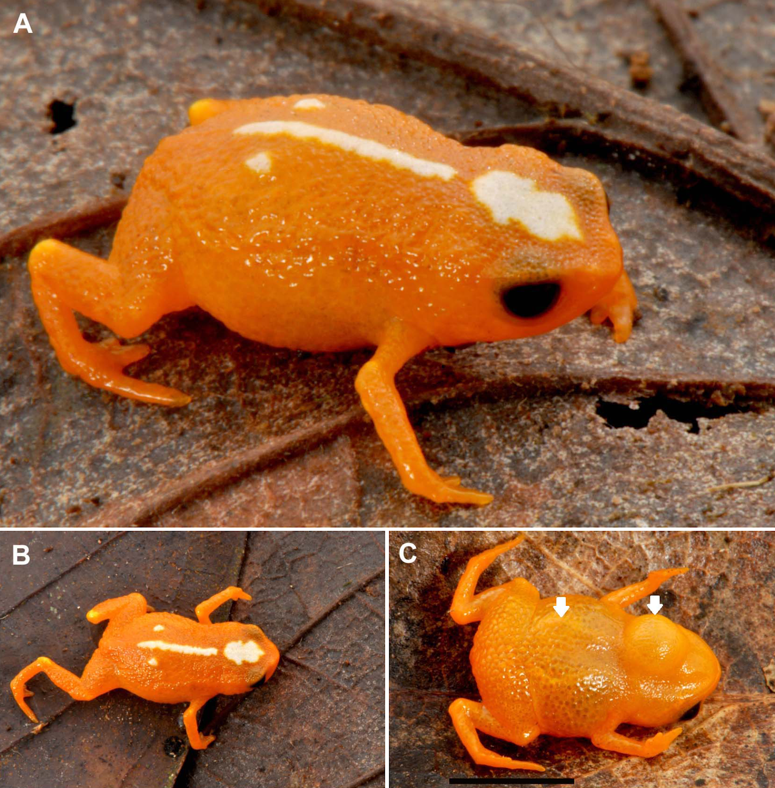 Species New to Science: [Herpetology • 2018] Brachycephalus mirissimus ...