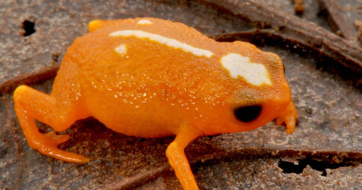 Species New to Science: [Herpetology • 2018] Brachycephalus mirissimus ...