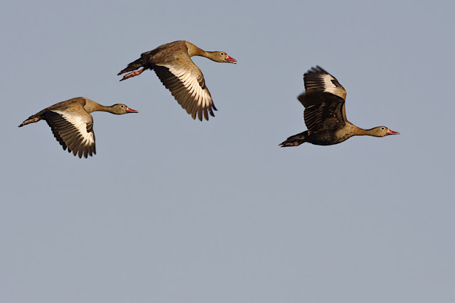 Bellas Aves de El Salvador: Dendrocygna autumnalis (pichiche o pishishe ...