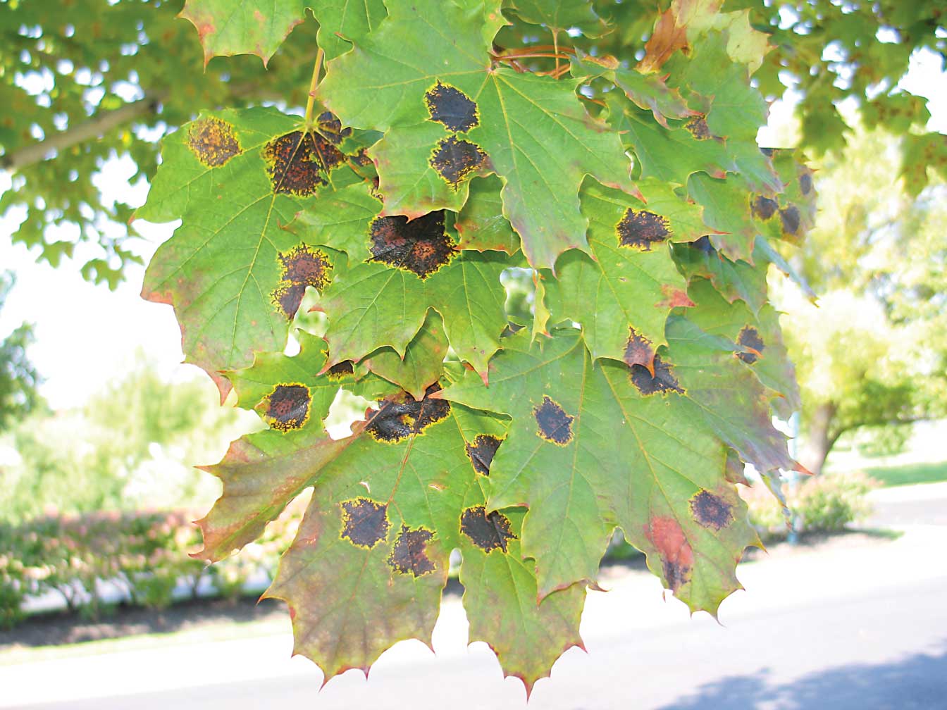 Fall color—and the lack thereof