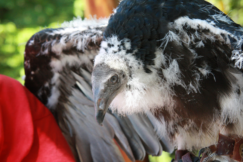 World Bird Sanctuary: Meet Mortimer