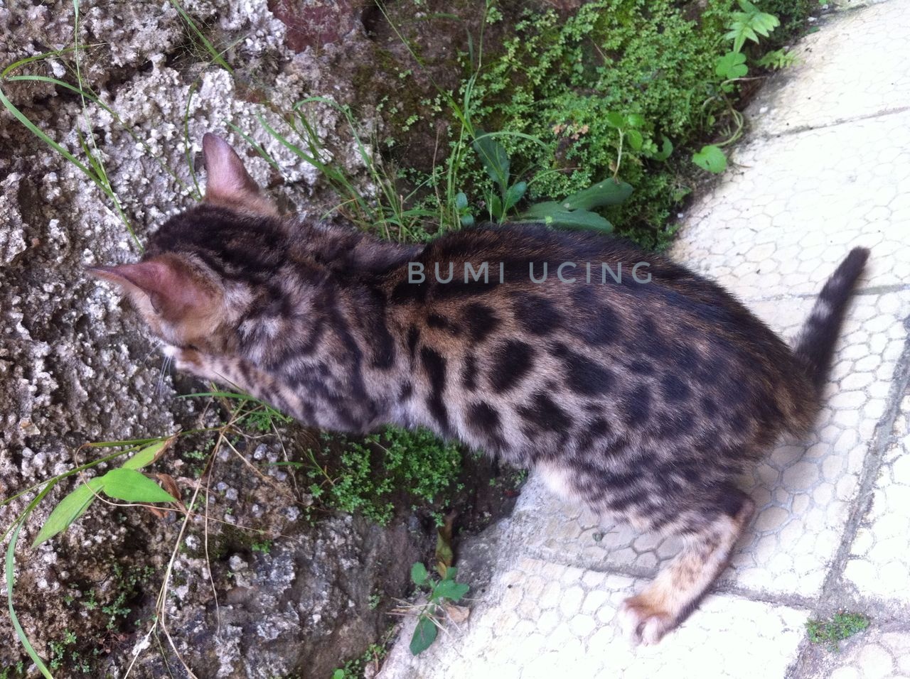 KUCING BENGAL INDONESIA: 2017